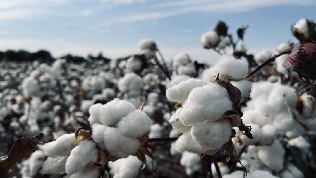 ¿Por qué elegir algodón orgánico? – NOTONLYECO
